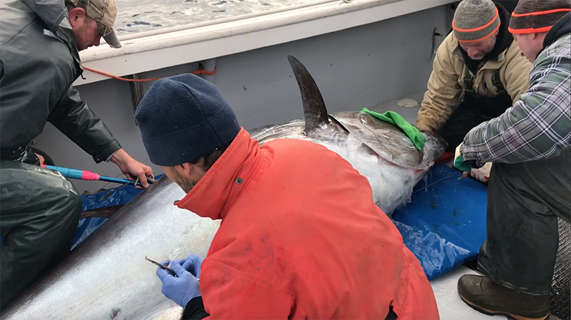 Tuna Tagging for Remote Monitoring